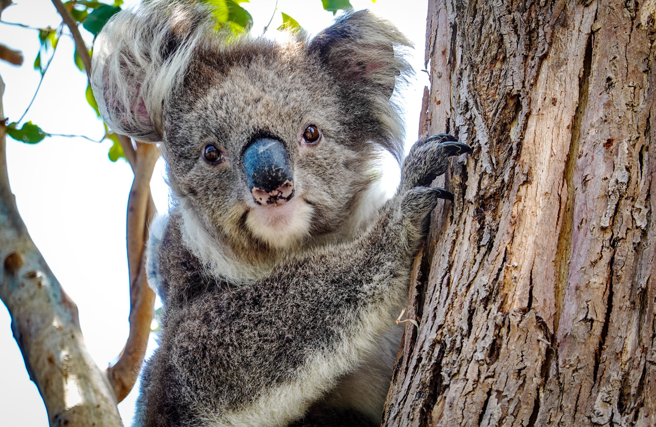 11 Weirdest Jobs In Australia: Discover The Most Unusual Careers